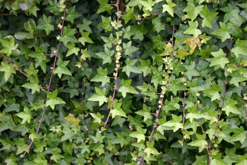 Close-up Van Hedera-schroef of Engelse Klimopbladeren Stock Afbeelding ...
