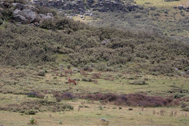 Wild Abyssinian Wolf Stands in the Mountains of Bale Mountains National ...
