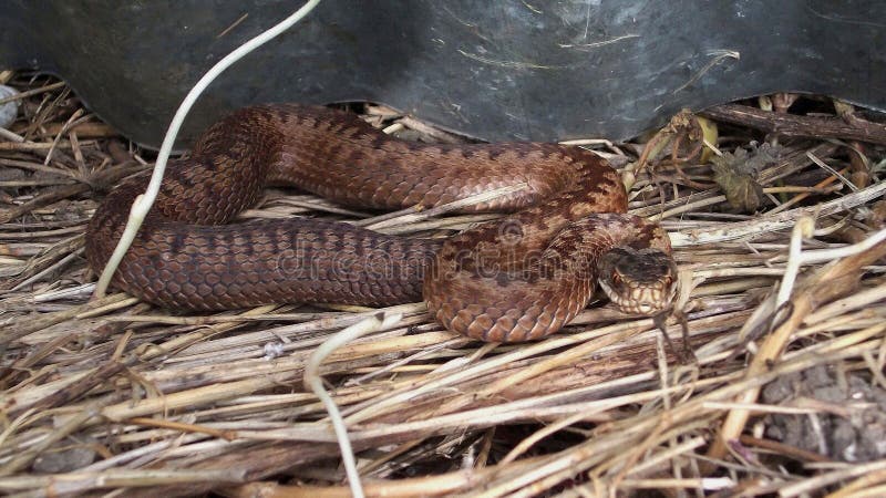 Adder Vipera berus female stock image. Image of adder - 210093199