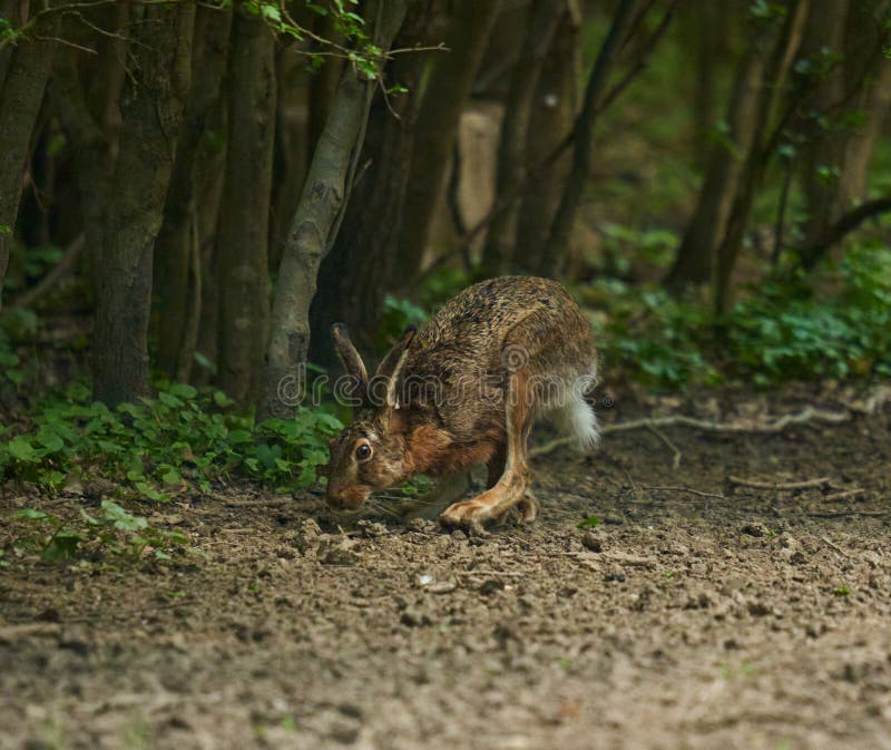 Wild Adult Hare in the Forest Stock Photo - Image of grass, meadow ...