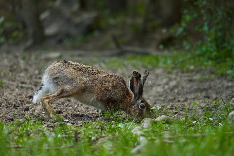 Wild Adult Hare in the Forest Stock Photo - Image of ears, green: 276884646