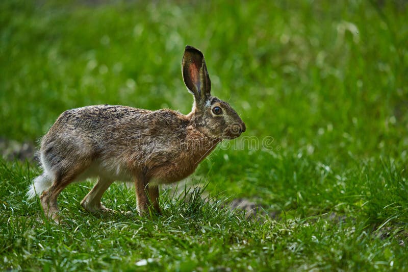 Wild Adult Hare in the Forest Stock Image - Image of wild, game: 276884647