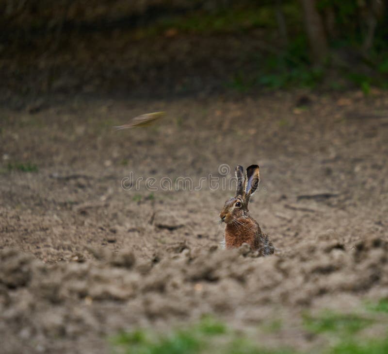 Wild Adult Hare in the Forest Stock Photo - Image of alert, pasture ...