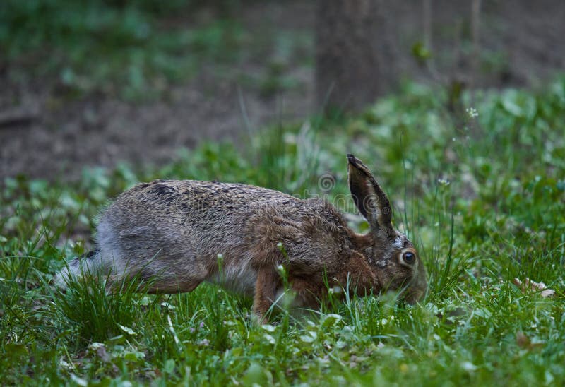 Wild Adult Hare in the Forest Stock Photo - Image of lepus, brown ...
