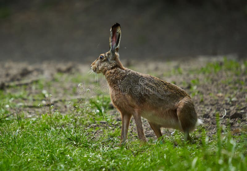 Wild Adult Hare in the Forest Stock Image - Image of pasture, grassland ...