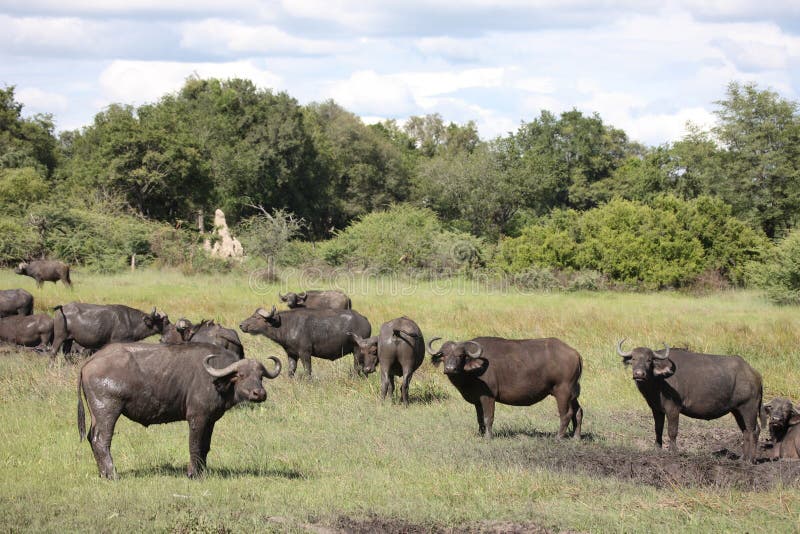 Wild Africa Botswana Savannah African Buffalo Animal Mammal Stock Photo ... Wild Africa Botswana Savannah African Buffalo Animal Mammal Stock Photo ...