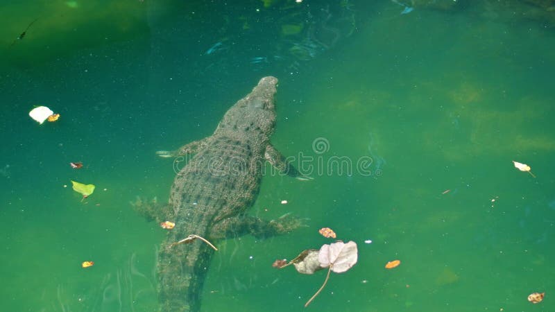 African Alligators Float in the Water, Plunging To the Bottom of the ...