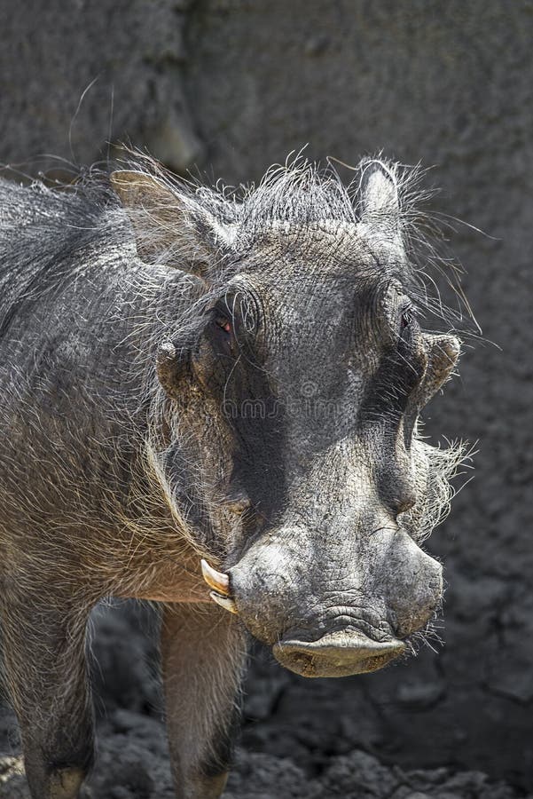 135 Wild Boar Pig Razorback Hog Stock Photos - Free & Royalty-Free ...
