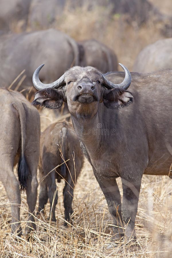 Wild African Buffalo stock photo. Image of exotic, vacations - 27895412
