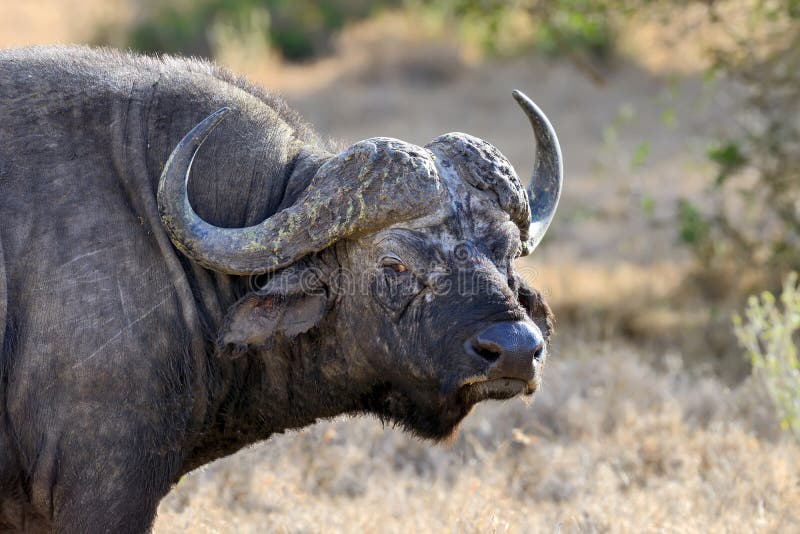 Wild African buffalo bull stock image. Image of africa - 74480657