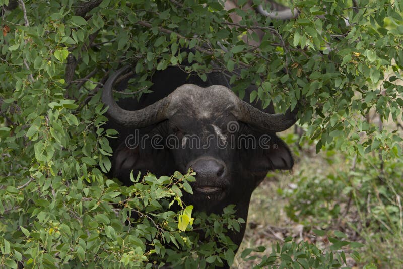 Wild African Buffalo on the Bushes Stock Image - Image of green, tour ...
