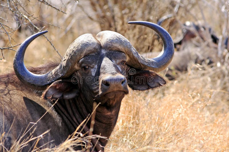 Wild african buffalo stock image. Image of reserve, killer - 37282703