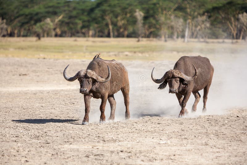 Wild African Buffalo.Kenya, Africa Stock Photo - Image of black, caffer ...