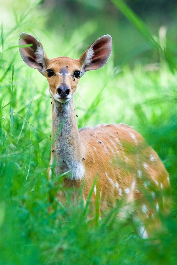 Bushbuck (African Deer) Doe Stock Photo - Image of animals, graceful ...