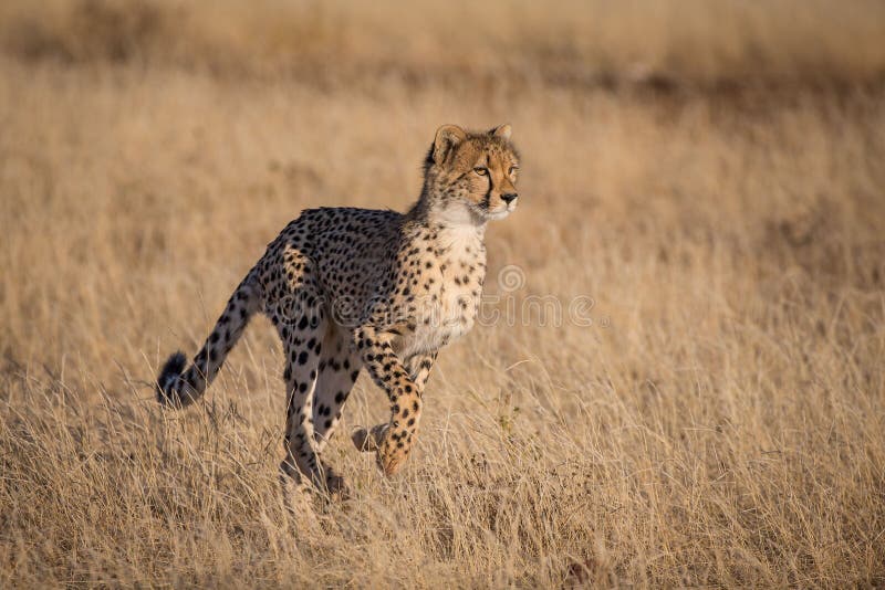 Wild African Cheetah Running and Looking for Prey in the Jungle Stock ...