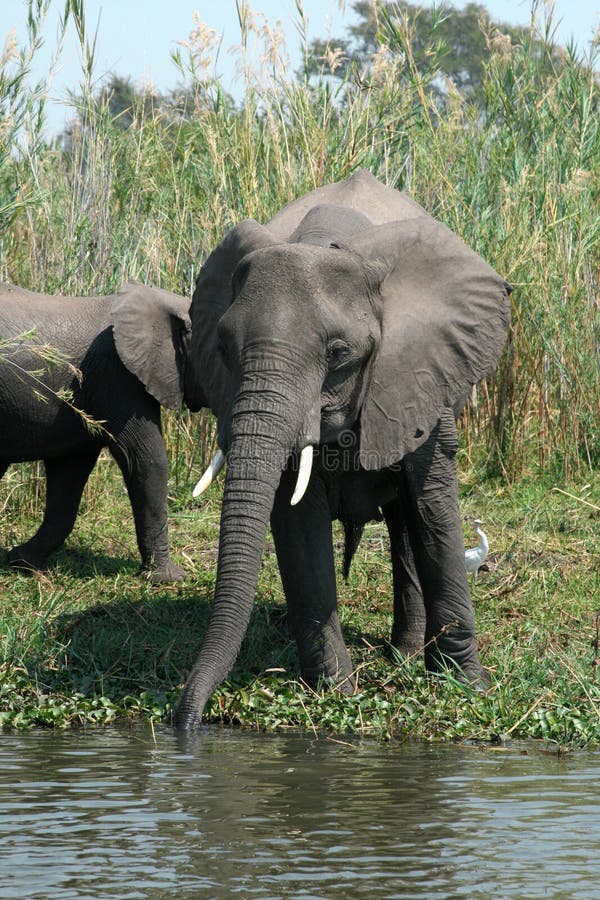 Wild African elephants stock photo. Image of african, pachyderm - 5068276