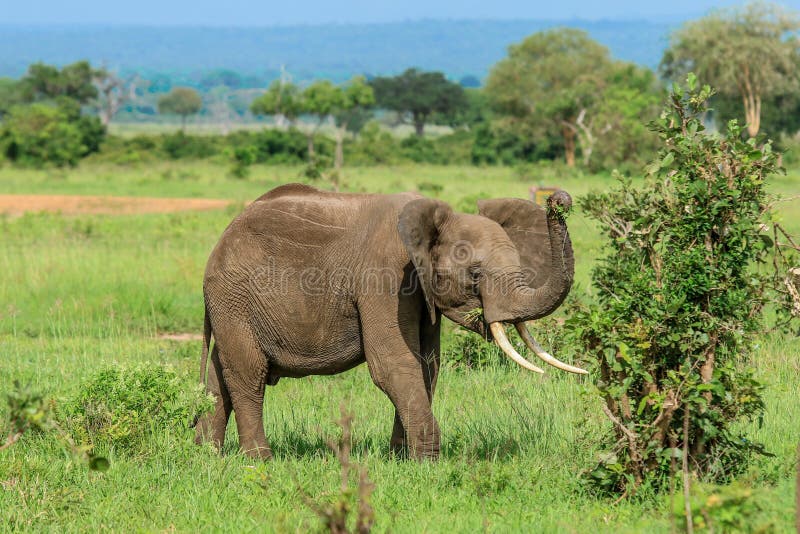Wild African Elephants Eating Leaves Stock Image - Image of face ... Wild African Elephants Eating Leaves Stock Image - Image of face ...
