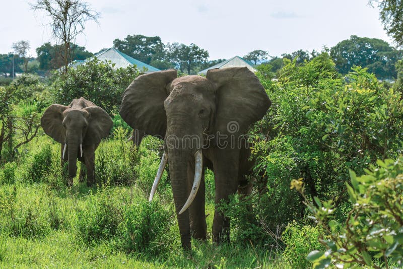 Wild African Elephants Eating Leaves Stock Photo - Image of nature ... Wild African Elephants Eating Leaves Stock Photo - Image of nature ...