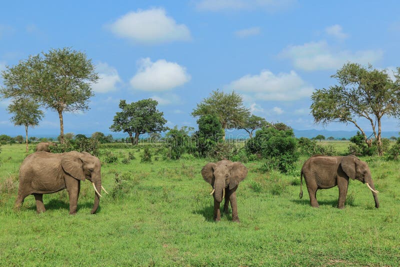 Wild African Elephants Eating Leaves Stock Photo - Image of safari ... Wild African Elephants Eating Leaves Stock Photo - Image of safari ...