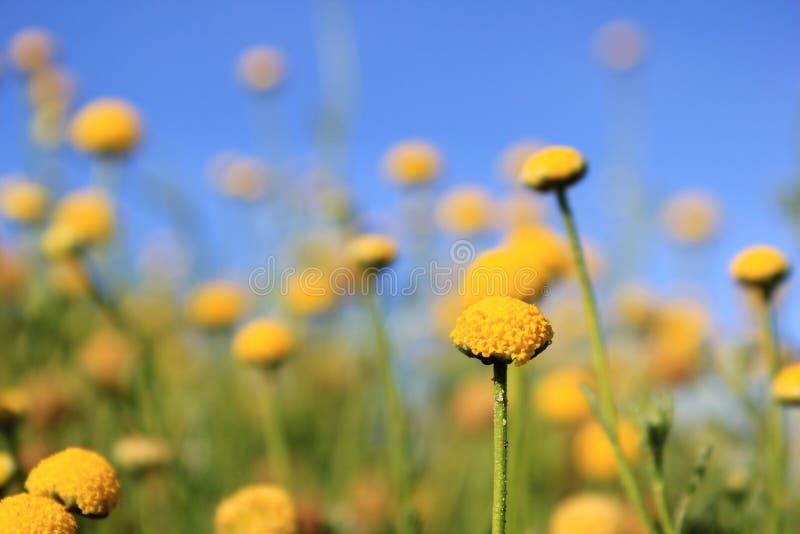 Australian Native Yellow Billy Button Flowers Stock Photo - Image of ...