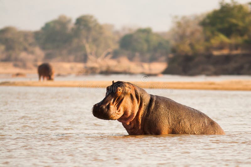 Wild African Hippo stock photo. Image of eyes, park, hippo - 70333926