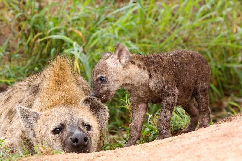 Wild african hyaena stock photo. Image of grass, national - 39767832