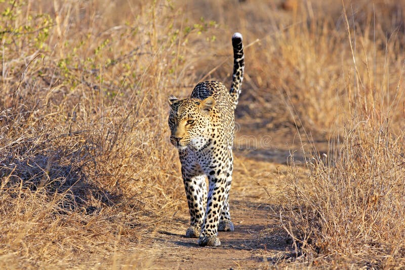 Wild african leopard stock photo. Image of male, jungle - 37259202