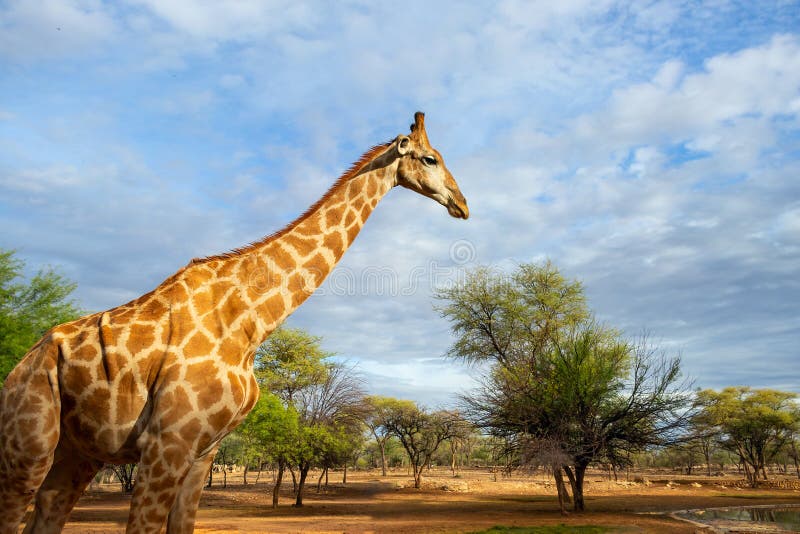 Wild African Life. a Large Common South African Giraffe on the Summer ...