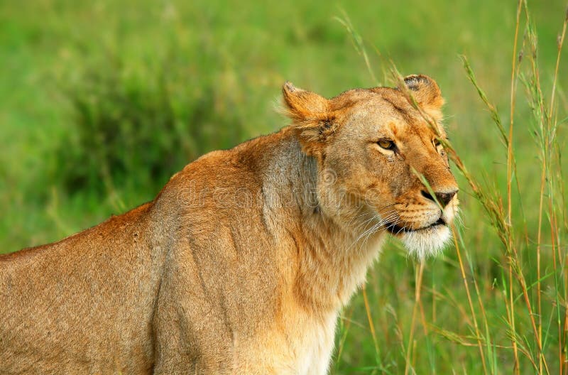 Wild African Lioness Royalty Free Stock Photography - Image: 11310967