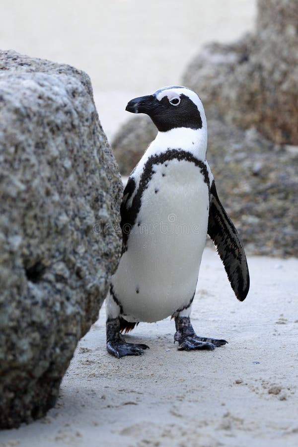 Baby african penguin chick stock image. Image of boulders - 12876895