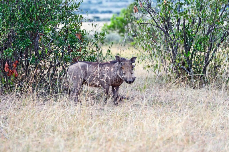 Wild African pig stock photo. Image of cabana, hair, parks - 62564818