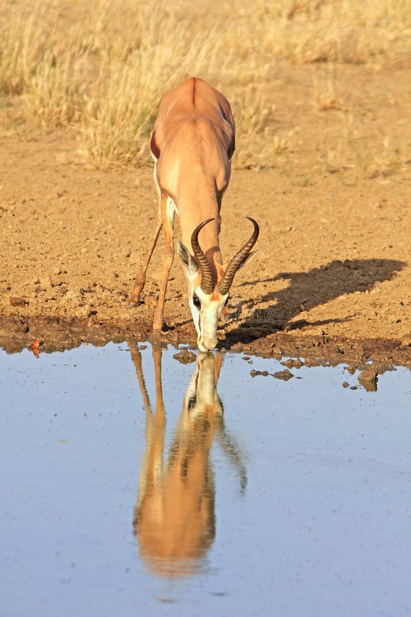 Wild african springbok stock photo. Image of arid, antelope - 50277840