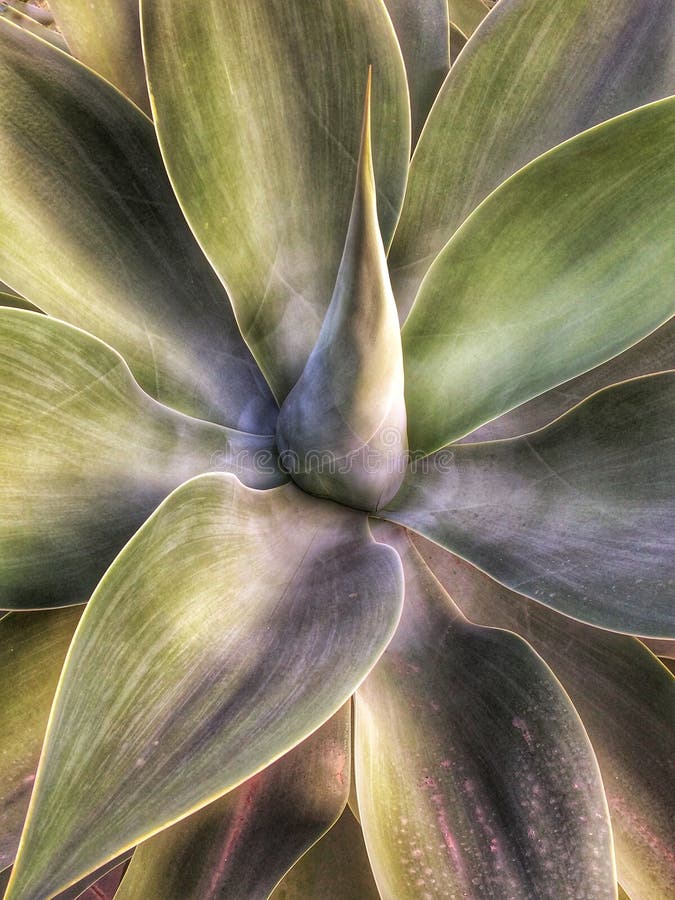 Wild agave on Tenerife stock image. Image of green, desert - 85010845
