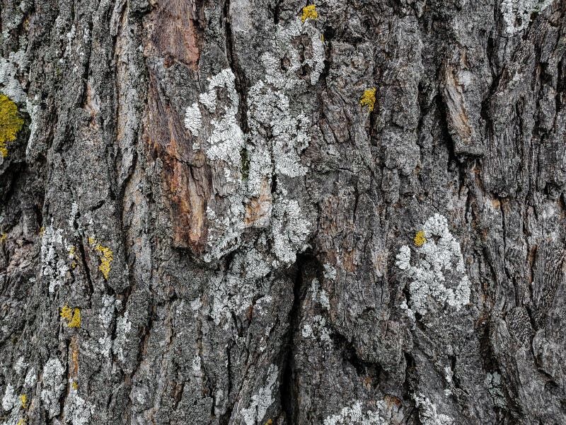 Wild Aged Oak Tree Bark Texture, Wood Natural Wallpaper Pattern ...