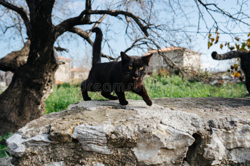 Wild and Aggressive Black Cat Ready To Attack Stock Photo - Image of ...