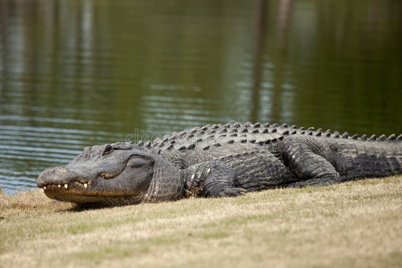 Alligator stock image. Image of reptile, carnivorous, lake - 793629