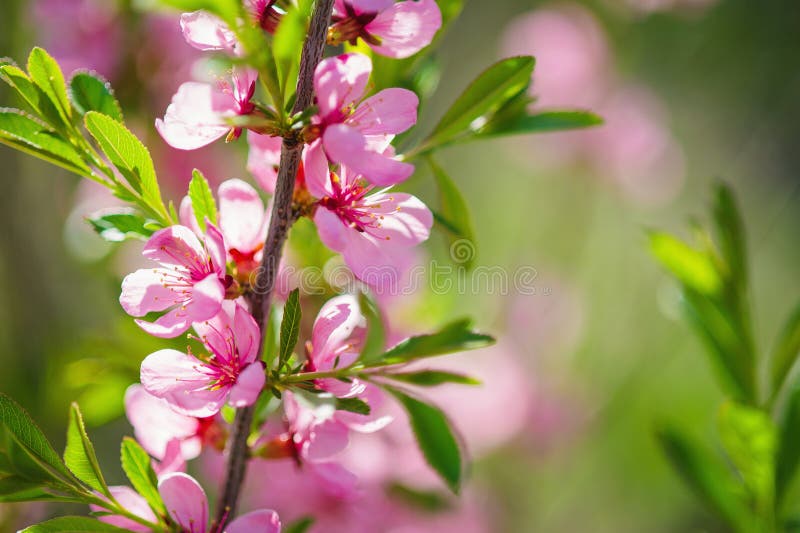 Wild Almond Tree Pink Blossom Stock Photo - Image of nature, background ...