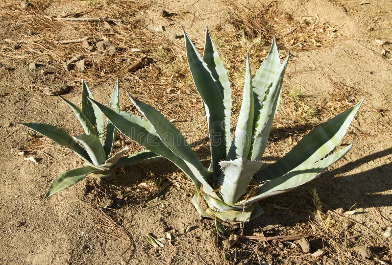 Wild Aloe Vera Growing in Florida Stock Image - Image of outside ...