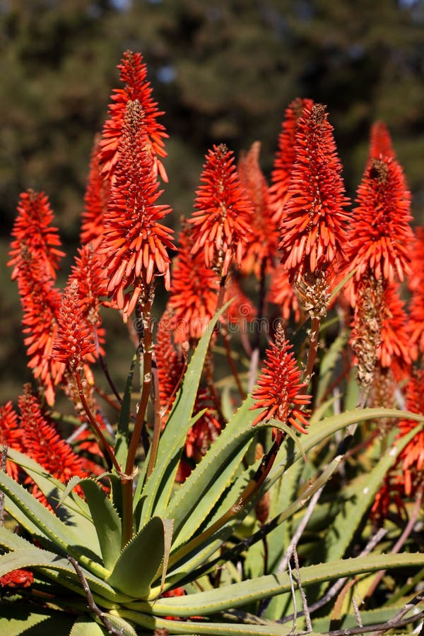 Aloe Succotrina - Orange Flowers on Aloe Vera Stock Image - Image of ...