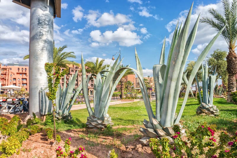 Wild Aloe Vera in a town stock image. Image of fresh - 114392985
