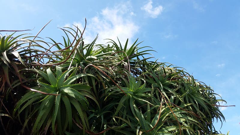 Wild Aloe Vera Leaves stock image. Image of black, green - 173949207