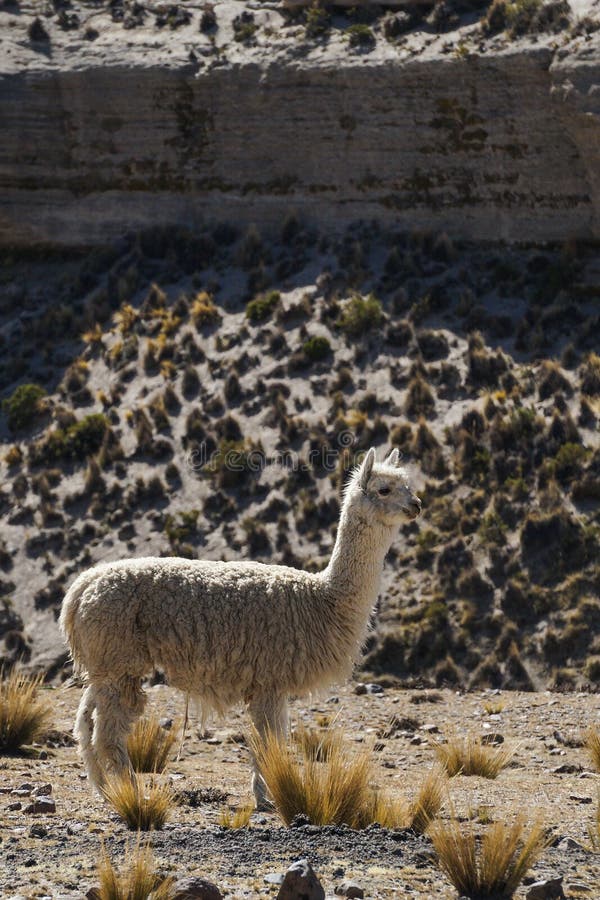Wild Alpaca caged stock image. Image of landscape, farming - 156075253