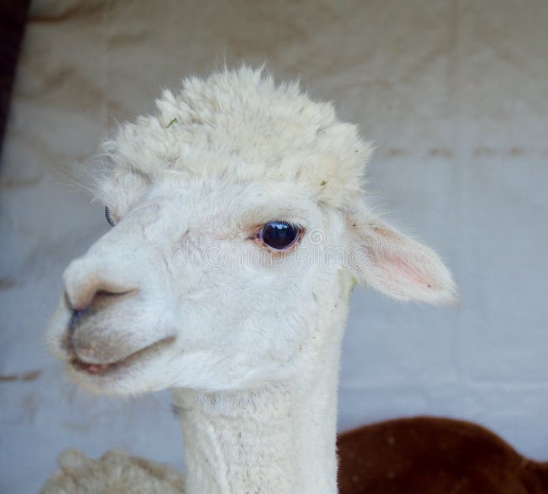 Wild alpacka strolls stock image. Image of alpaca, funny - 183293177