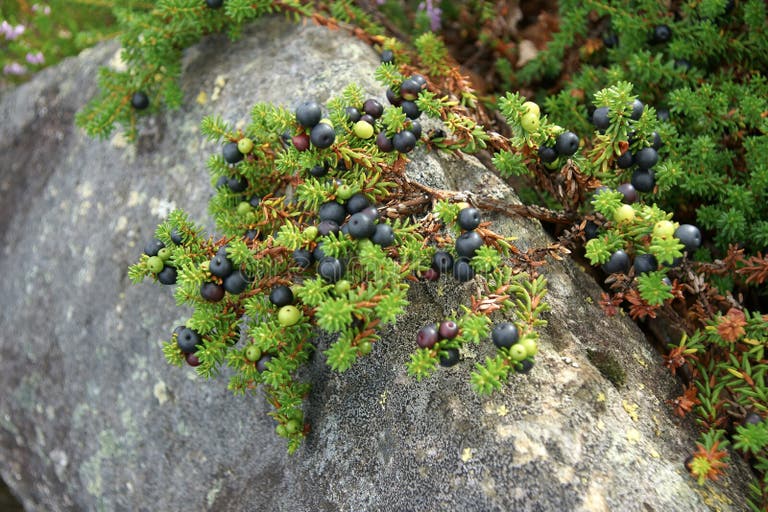 Wild Alpine Dwarf Black Crowberry Shrub Stock Image - Image of close ...