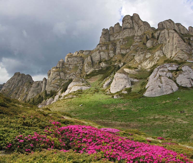 Wild Alpine Flowers in Carpathian Mountains Stock Image - Image of ...