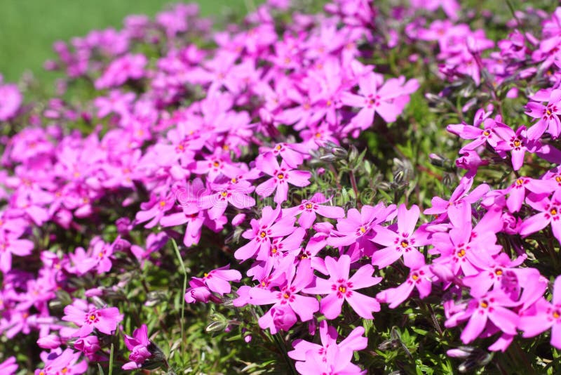 Wild alpine flowers stock image. Image of alpine, scandinavia - 89341407