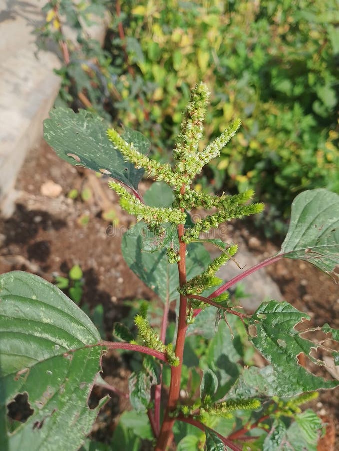 A Wild Amaranth Flower with a Red Stem. Stock Photo - Image of plant ...