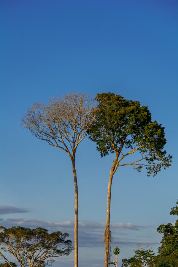 Wild Amazonas Trees of Ecuador Stock Image - Image of trees, wild ...