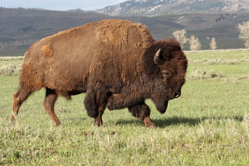 A Wild America Bison stock photo. Image of charging, shaggy - 5842534