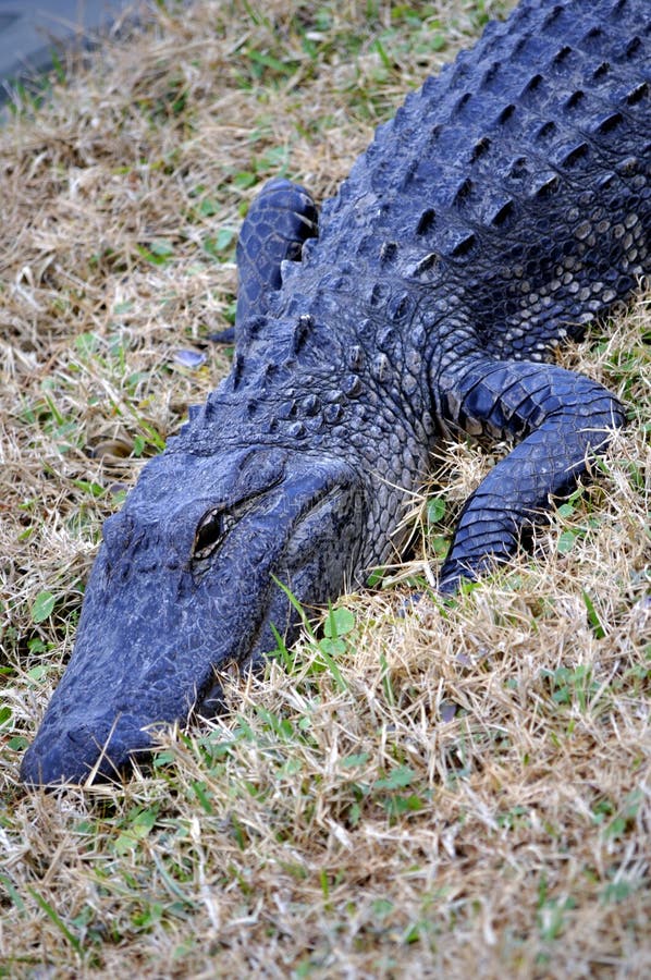 American Alligator Stalking in Water Stock Photo - Image of asia ...
